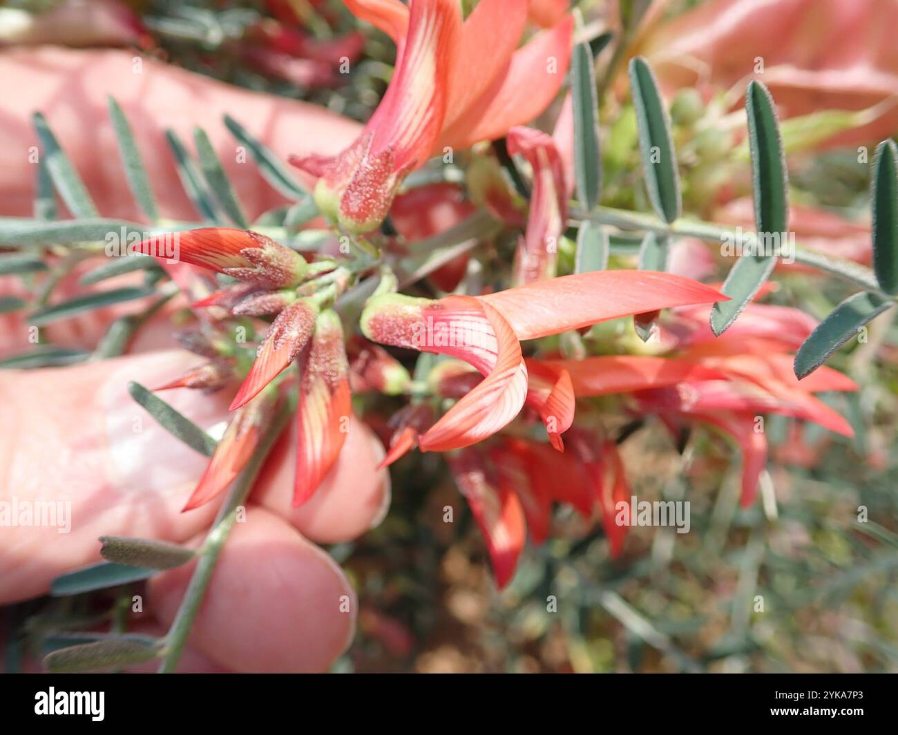cancer bush (Lessertia frutescens Stock Photo - Alamy