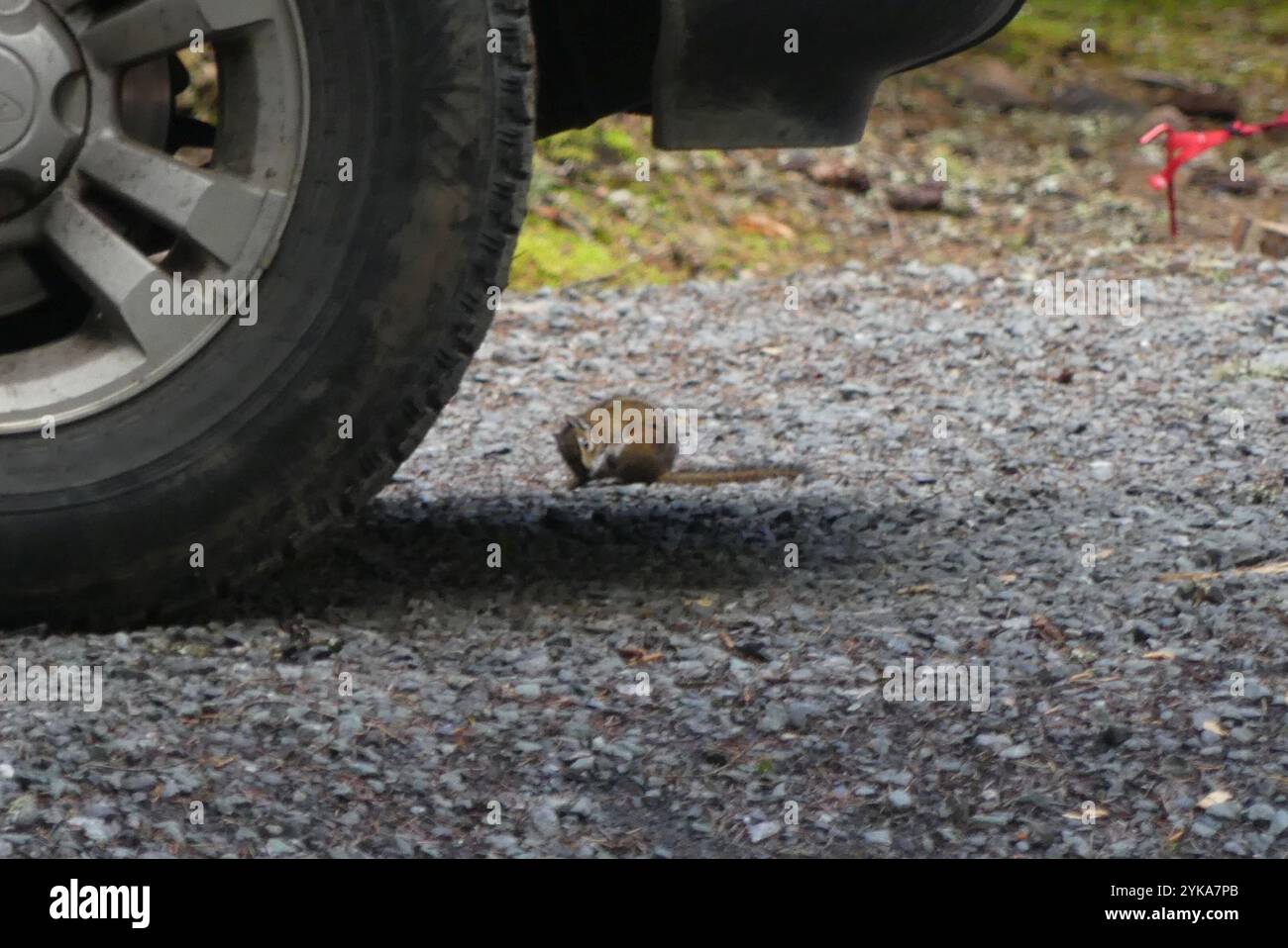 Townsend's Chipmunk (Neotamias townsendii Stock Photo - Alamy