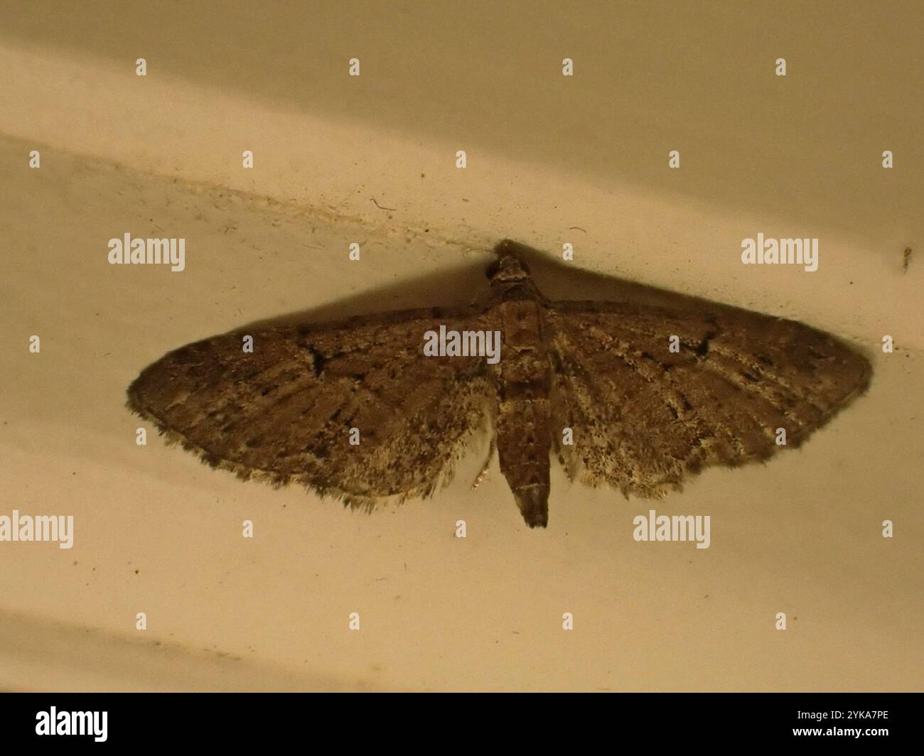 Eupithecia pusillata hi-res stock photography and images - Alamy