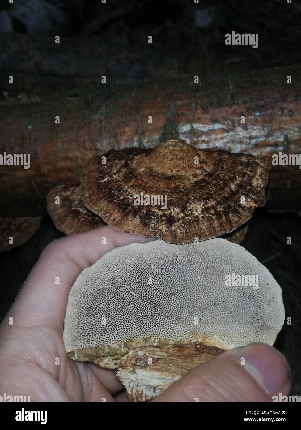 Thin-walled Maze Polypore (Daedaleopsis confragosa Stock Photo - Alamy