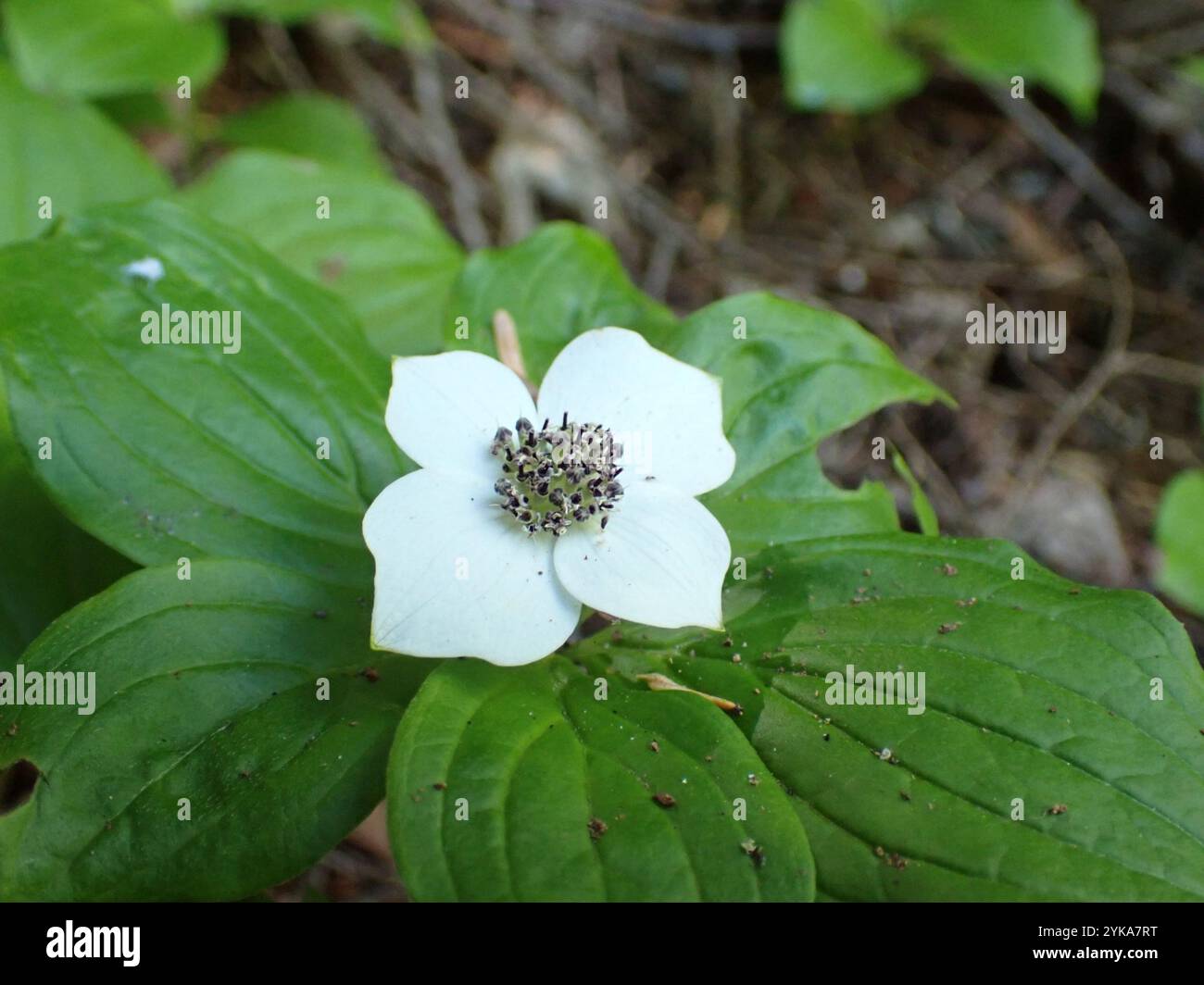 Western Bunchberry (Cornus unalaschkensis Stock Photo - Alamy