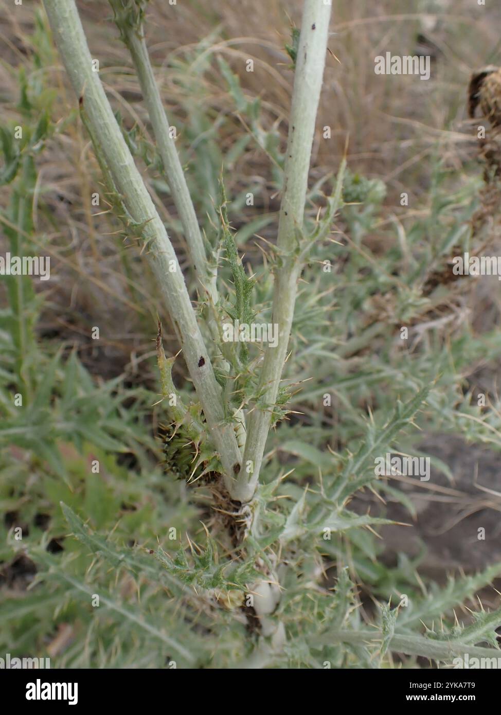 wavyleaf thistle (Cirsium undulatum Stock Photo - Alamy