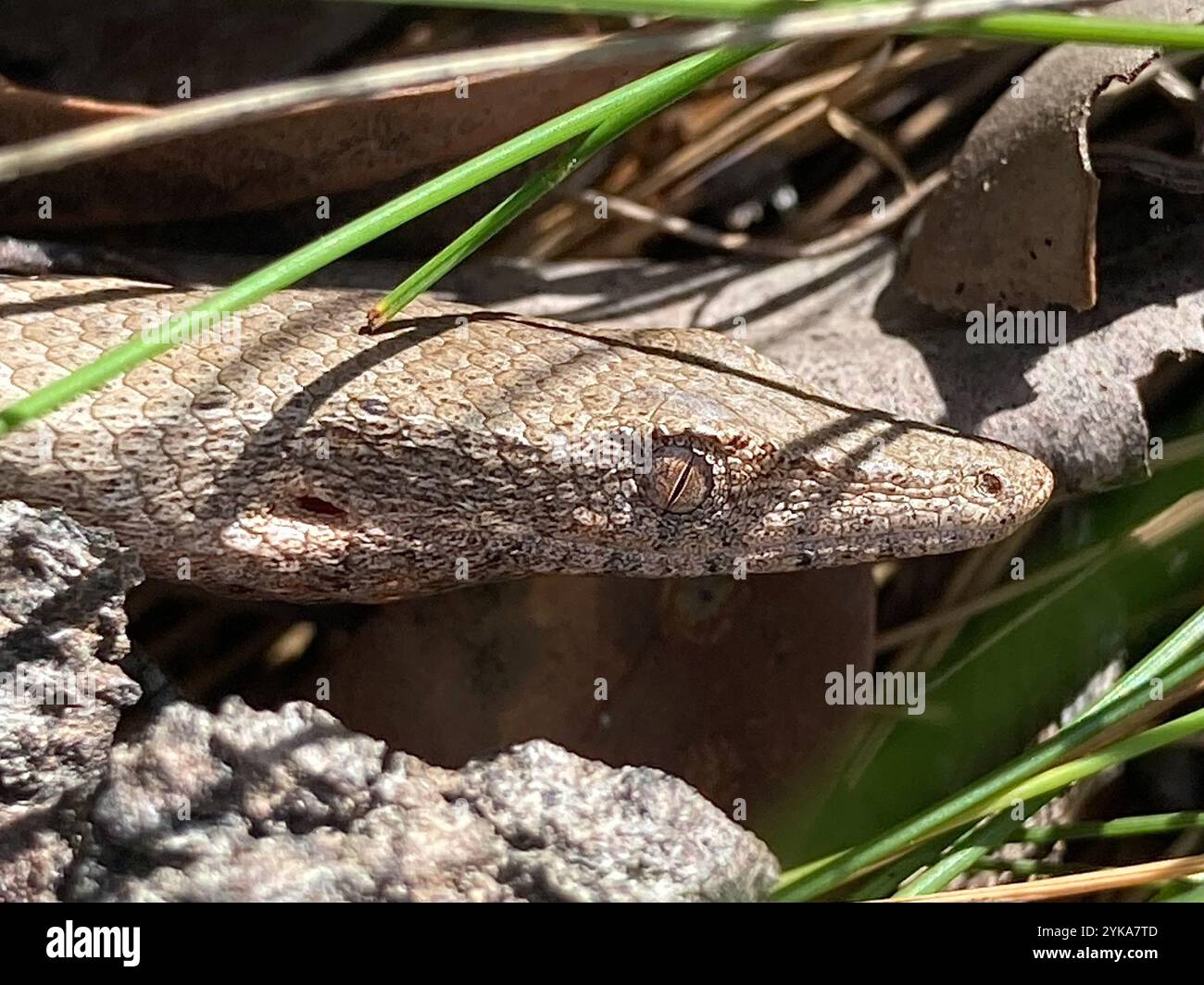 Burton's Snake-lizard (Lialis burtonis Stock Photo - Alamy