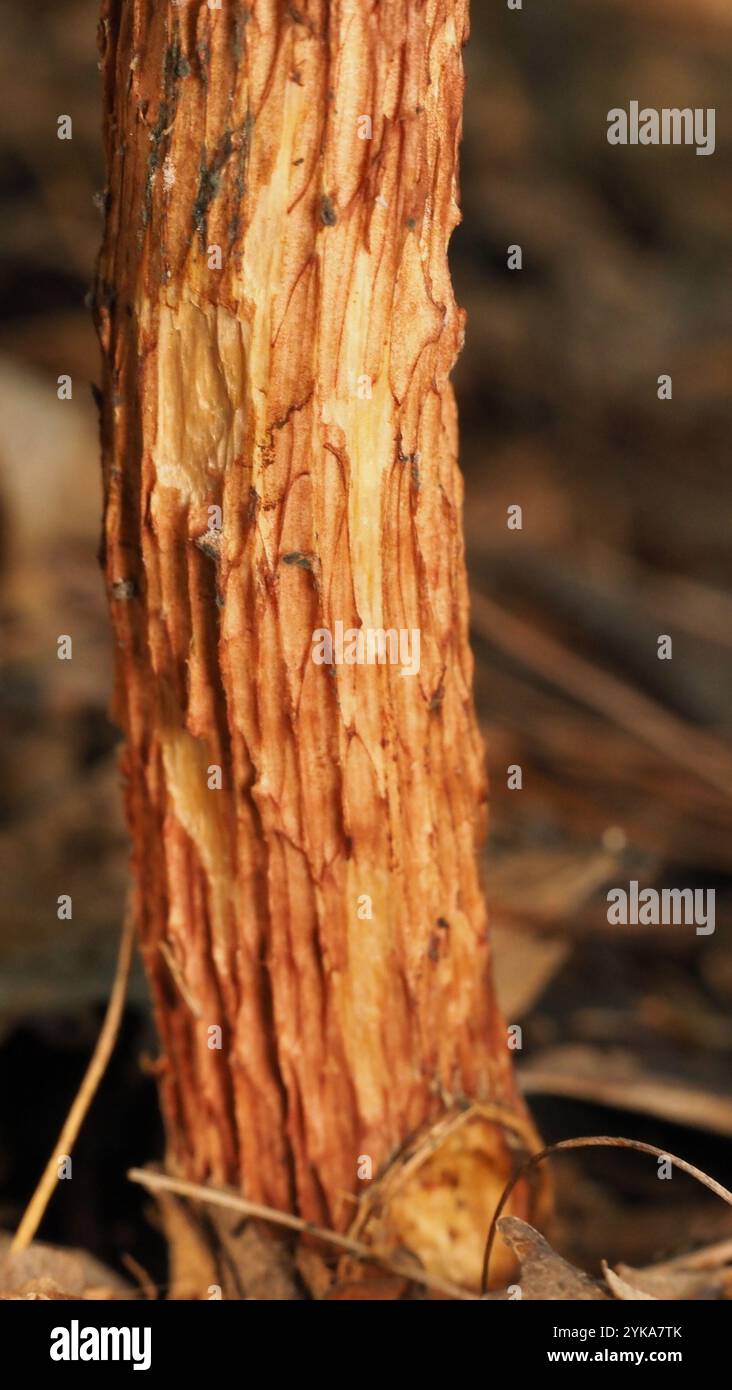 Russell's Bolete (Aureoboletus russellii Stock Photo - Alamy
