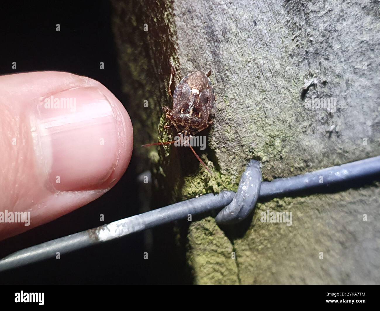Brown soldier bug (Cermatulus nasalis Stock Photo - Alamy
