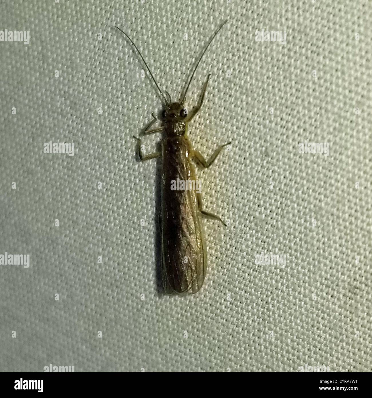 Common Stoneflies (Perlidae Stock Photo - Alamy