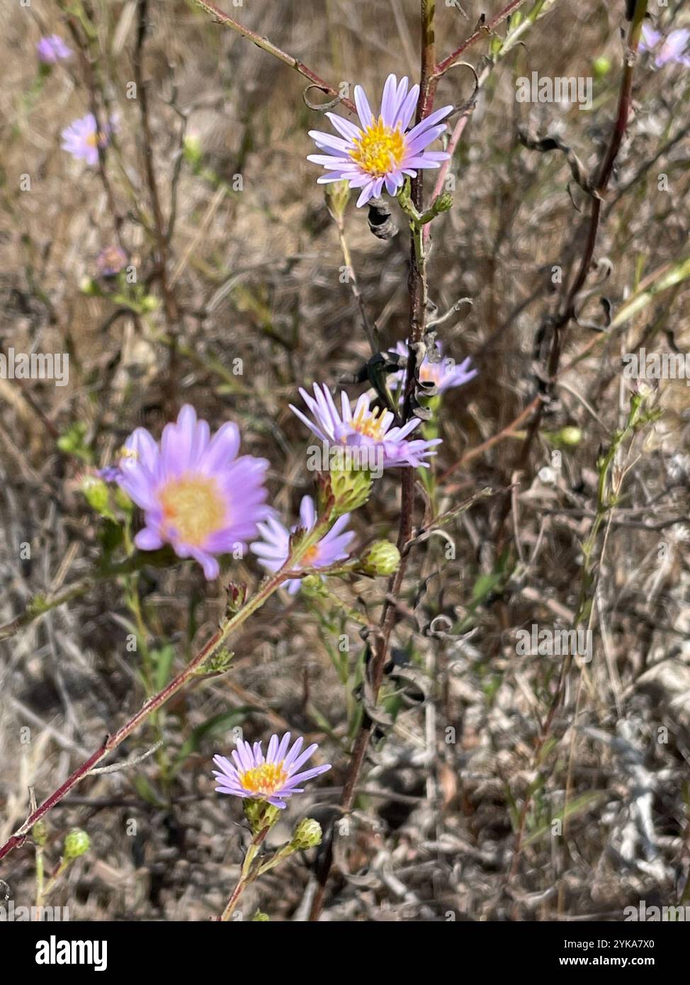 Pacific Aster (Symphyotrichum chilense Stock Photo - Alamy