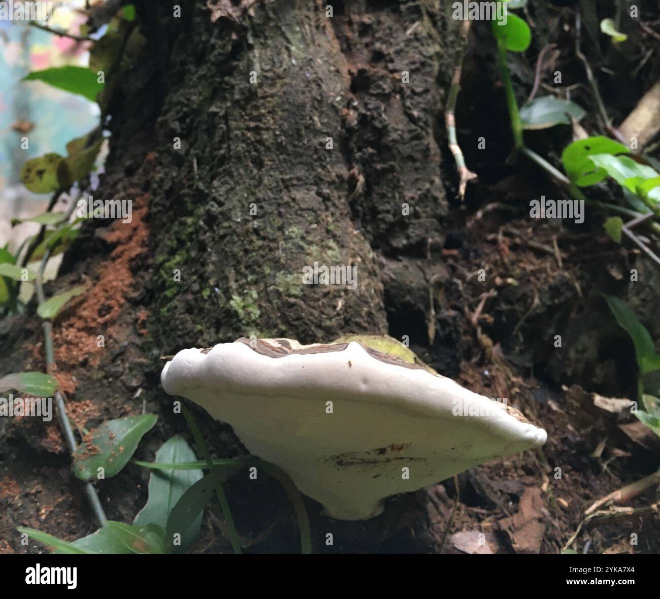 artist's bracket (Ganoderma applanatum Stock Photo - Alamy