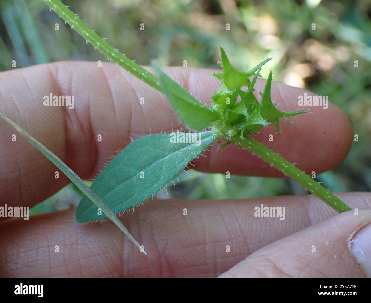 Asperugo procumbens hi-res stock photography and images - Alamy