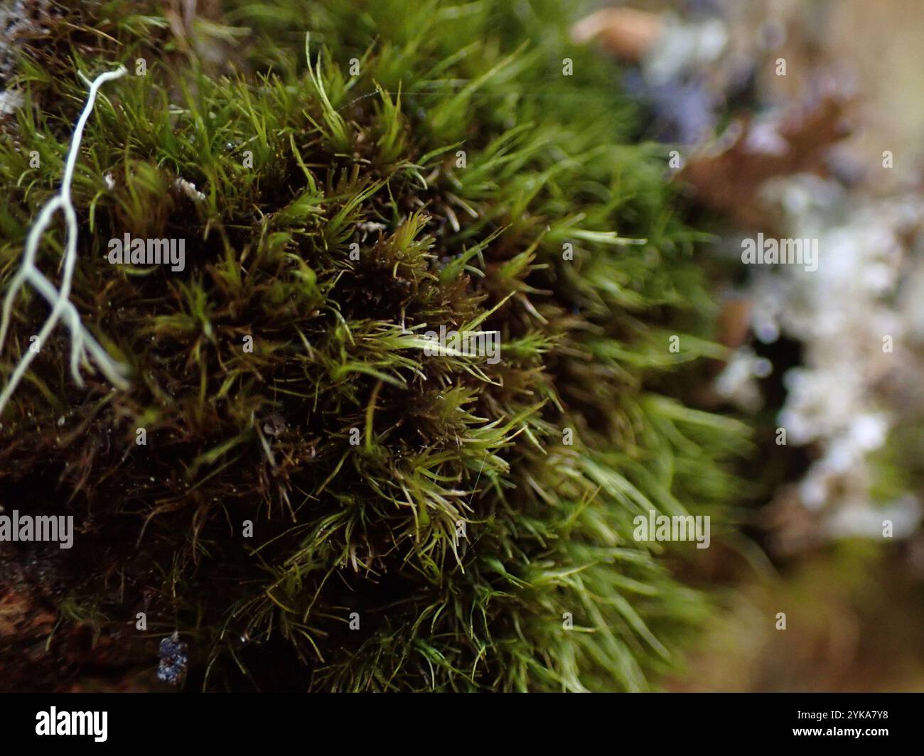 Fragile Fork-moss (Dicranum tauricum Stock Photo - Alamy