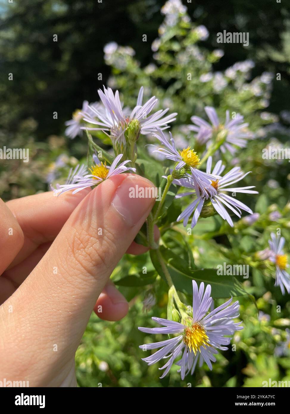 swamp aster (Symphyotrichum puniceum Stock Photo - Alamy