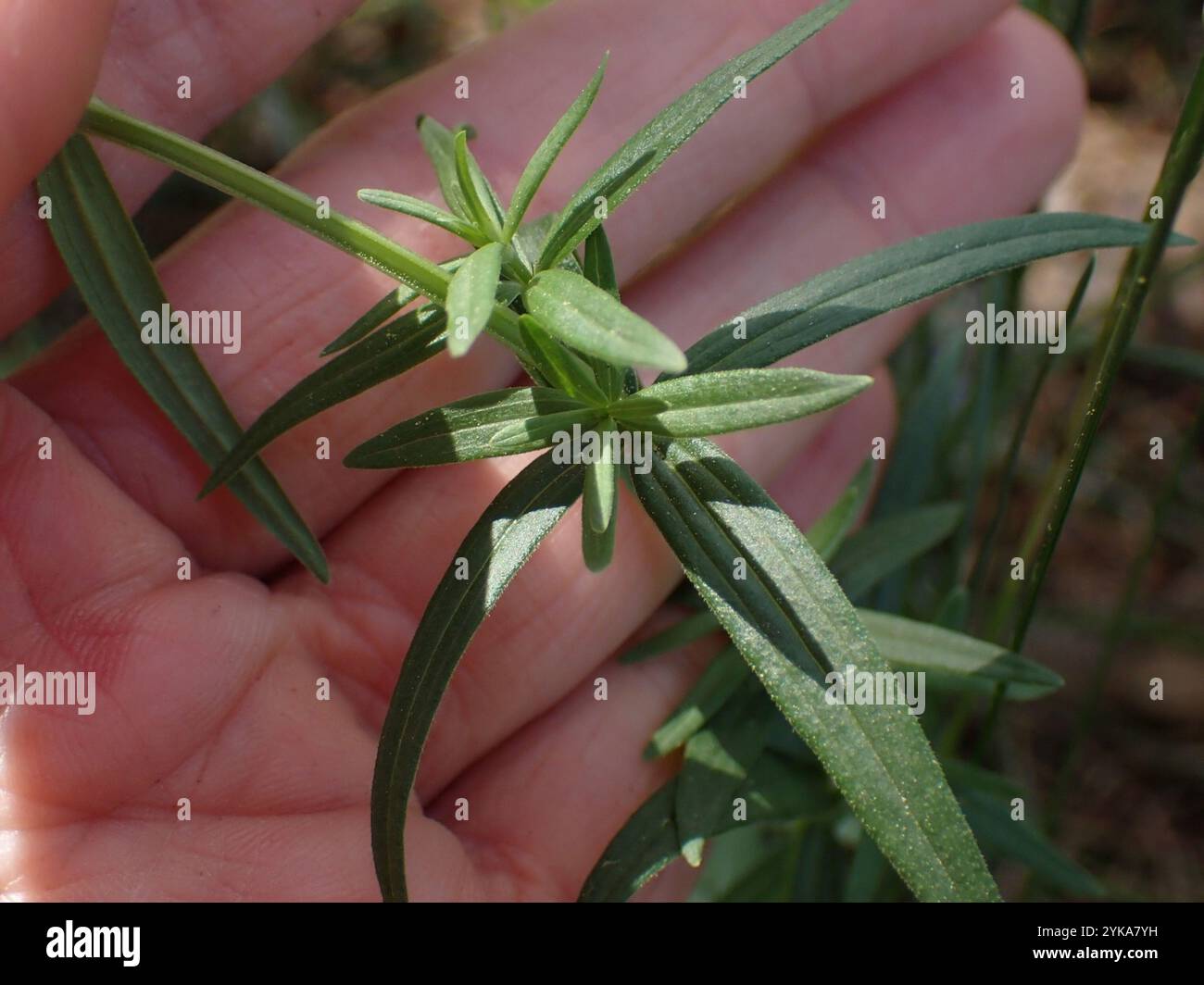 stoneseeds, puccoons, and gromwells (Lithospermum Stock Photo - Alamy