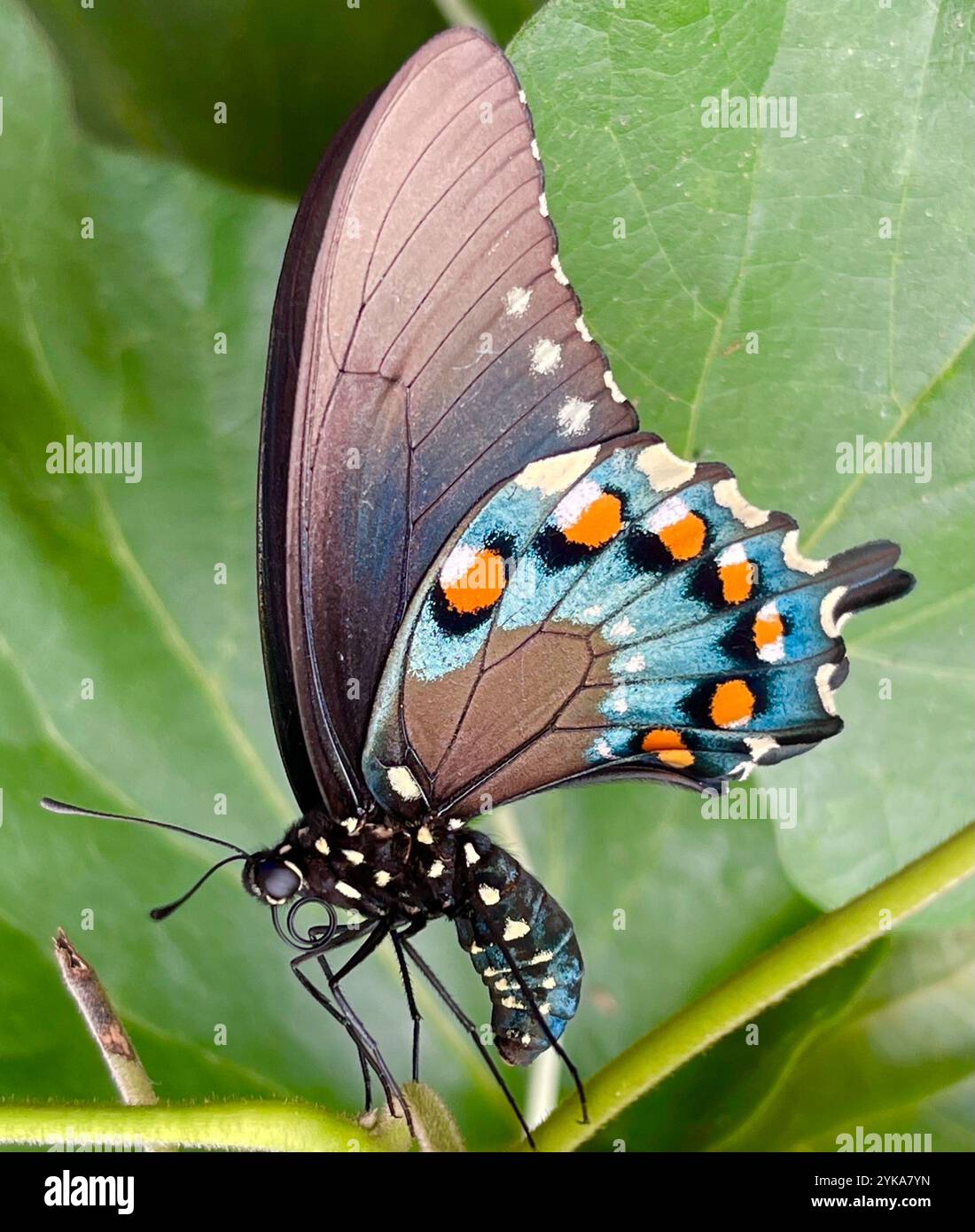 Pipevine Swallowtail (Battus philenor Stock Photo - Alamy