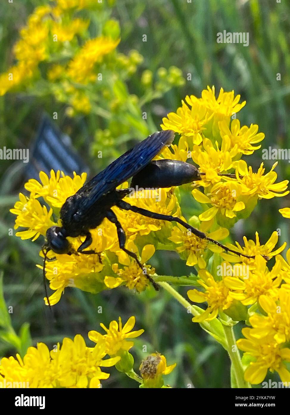 Great Black Digger Wasp (Sphex pensylvanicus Stock Photo - Alamy