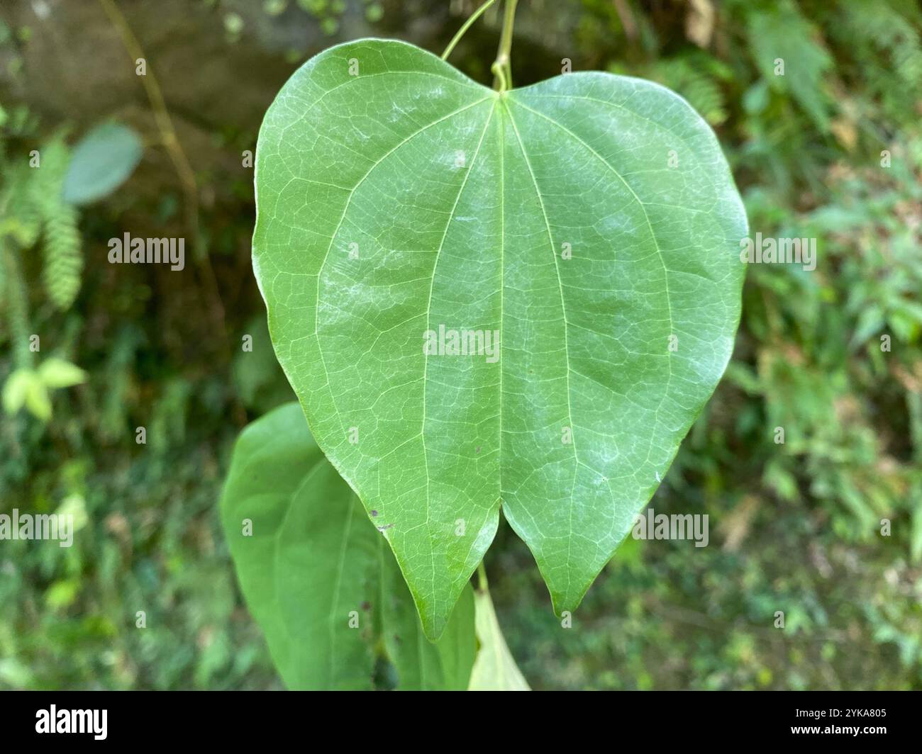 Champion's Bauhinia (Phanera championii Stock Photo - Alamy
