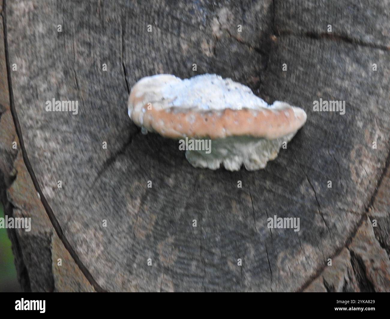 green cheese polypore (Fomitopsis spraguei Stock Photo - Alamy