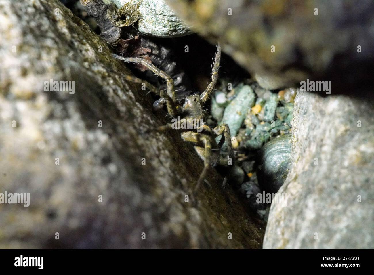 Thin-legged Wolf Spiders (Pardosa Stock Photo - Alamy