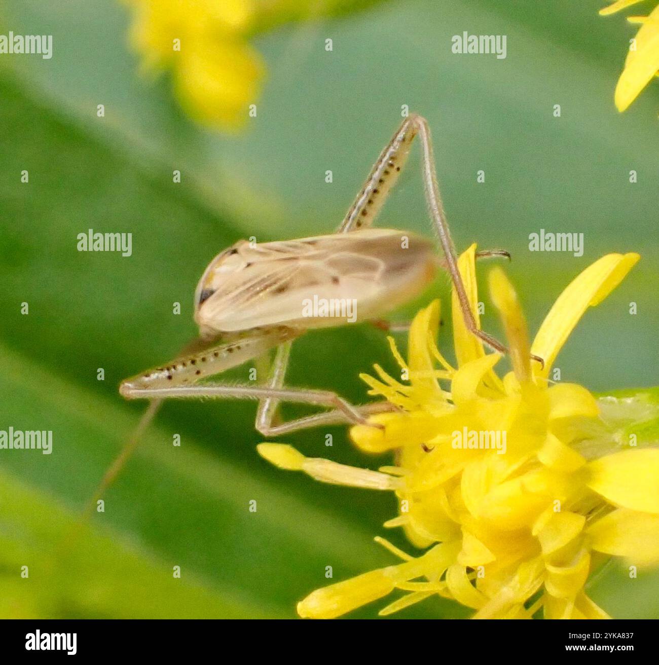 Grass bug (Stenodema laevigata Stock Photo - Alamy