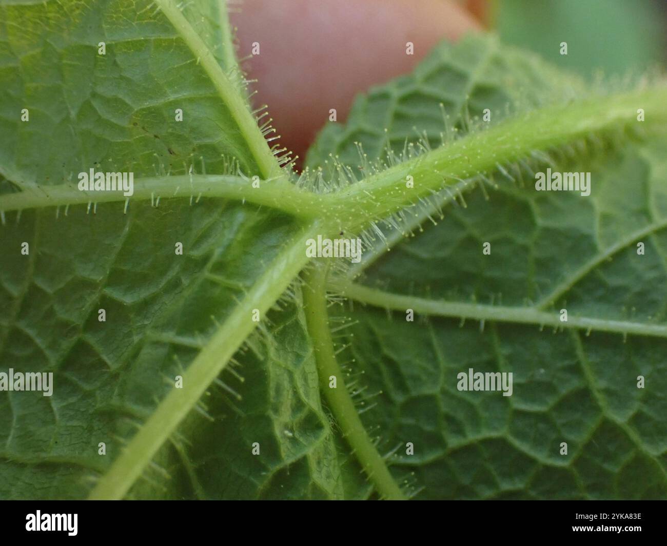 thimbleberry (Rubus parviflorus Stock Photo - Alamy