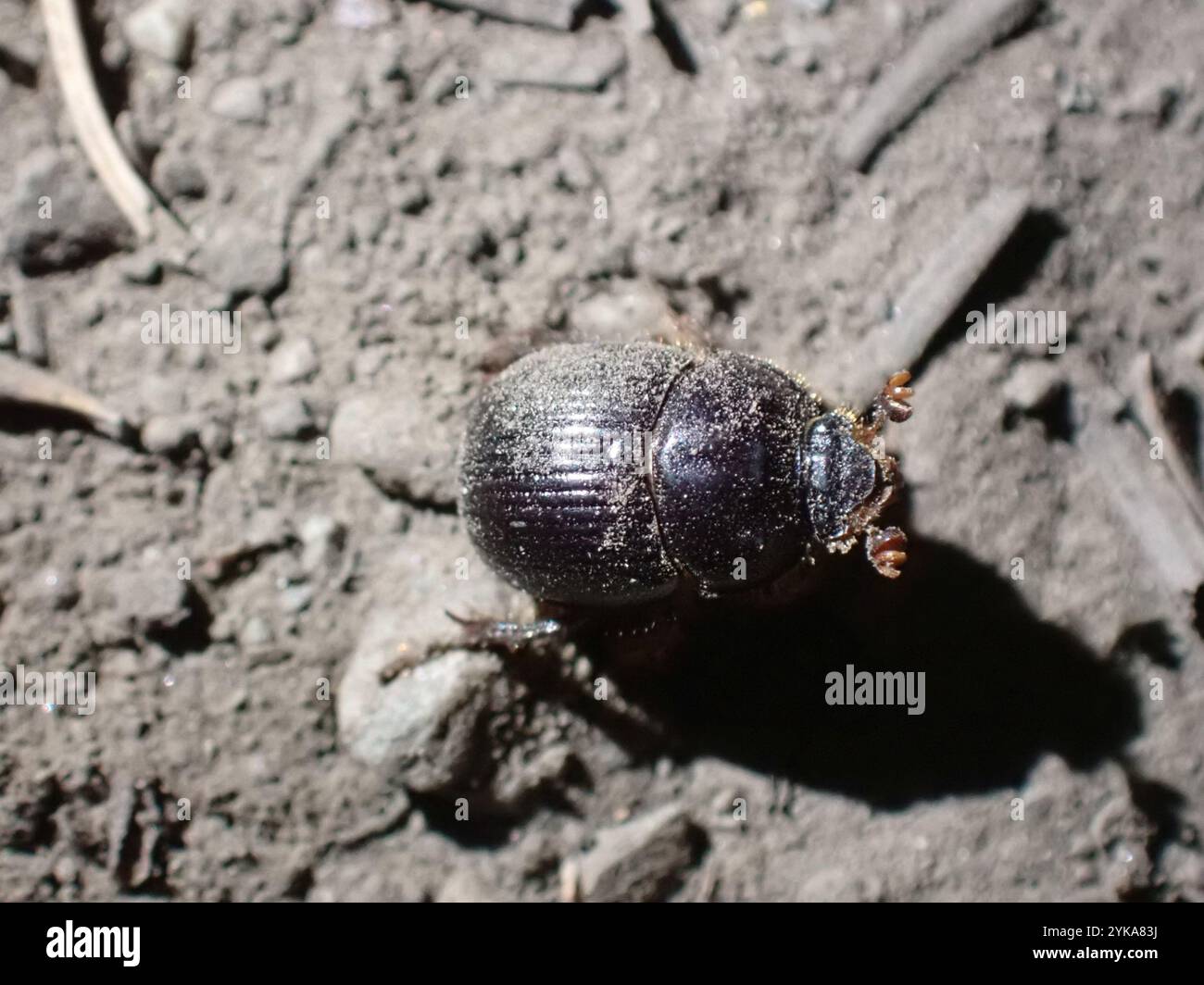 Stout Earth-boring Scarab Beetle (Odonteus obesus Stock Photo - Alamy