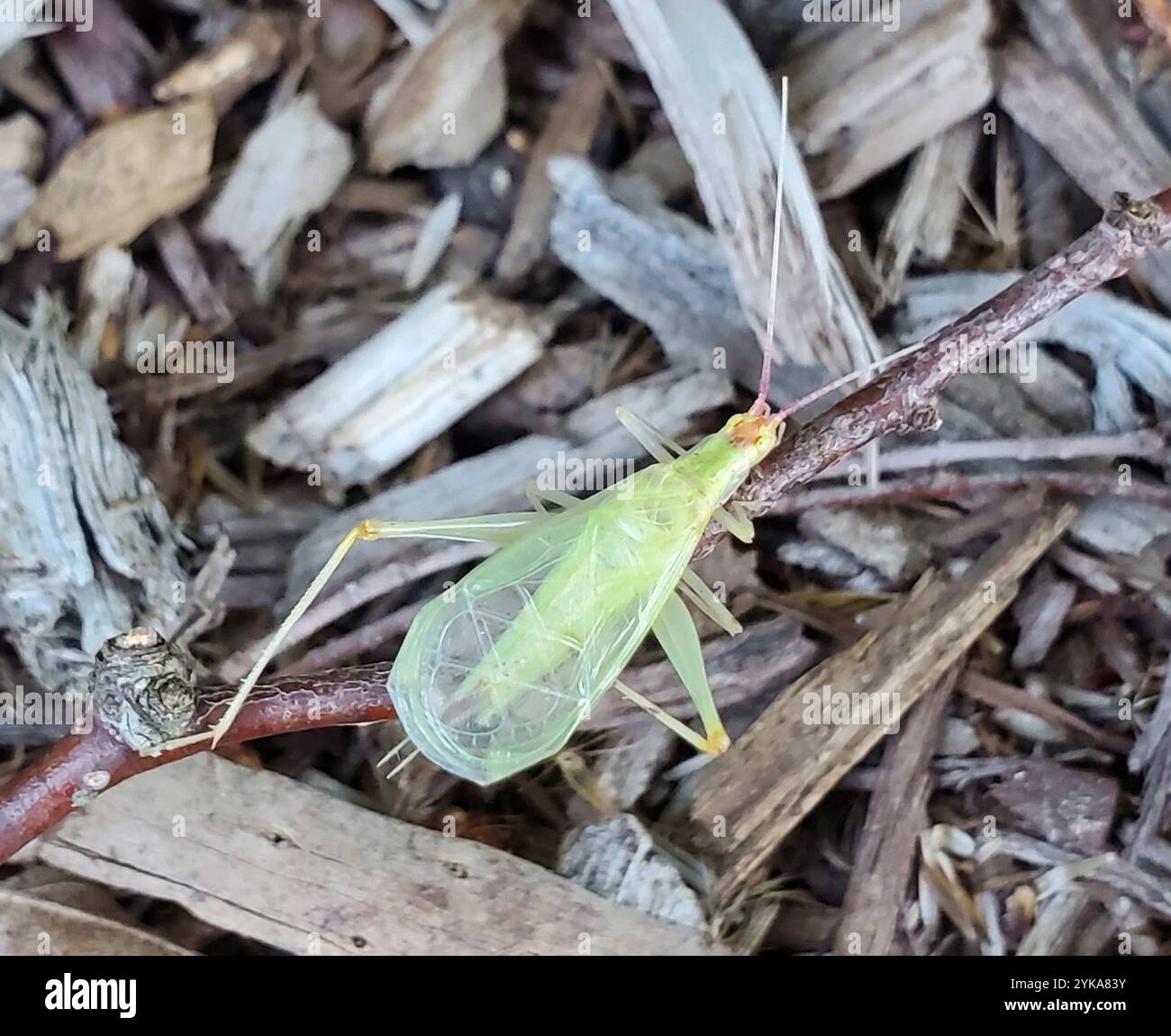 Latipennis hi-res stock photography and images - Alamy