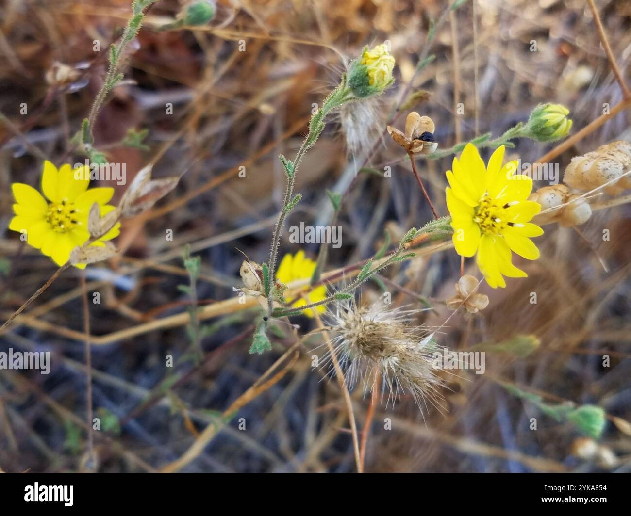 Yellow Hayfield Tarplant (Hemizonia congesta lutescens Stock Photo - Alamy