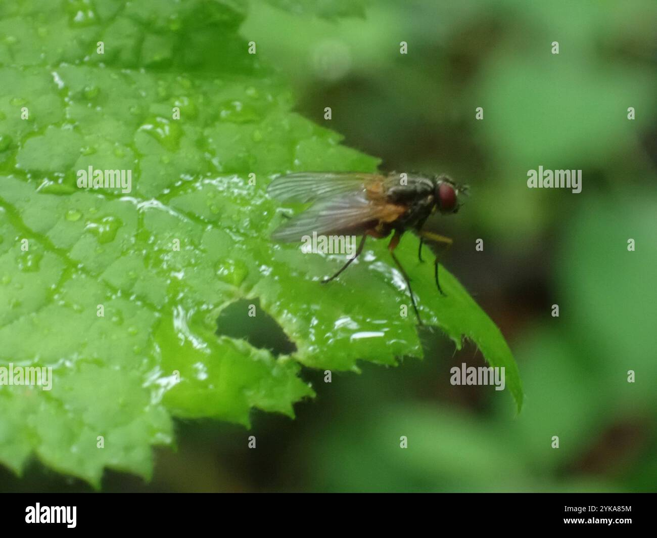 Root-maggot Flies (Anthomyiidae Stock Photo - Alamy