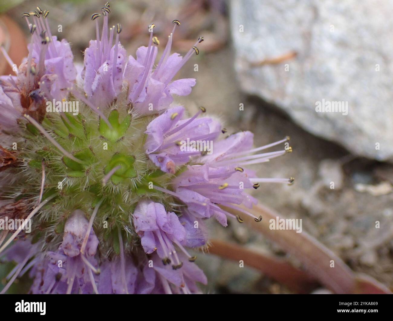Ballhead waterleaf hi-res stock photography and images - Alamy