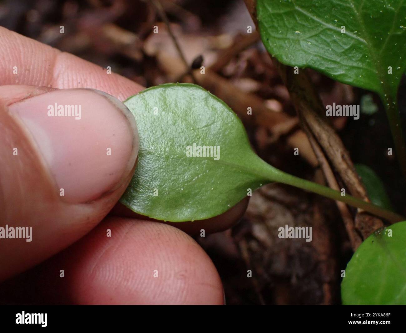 heath family (Ericaceae Stock Photo - Alamy