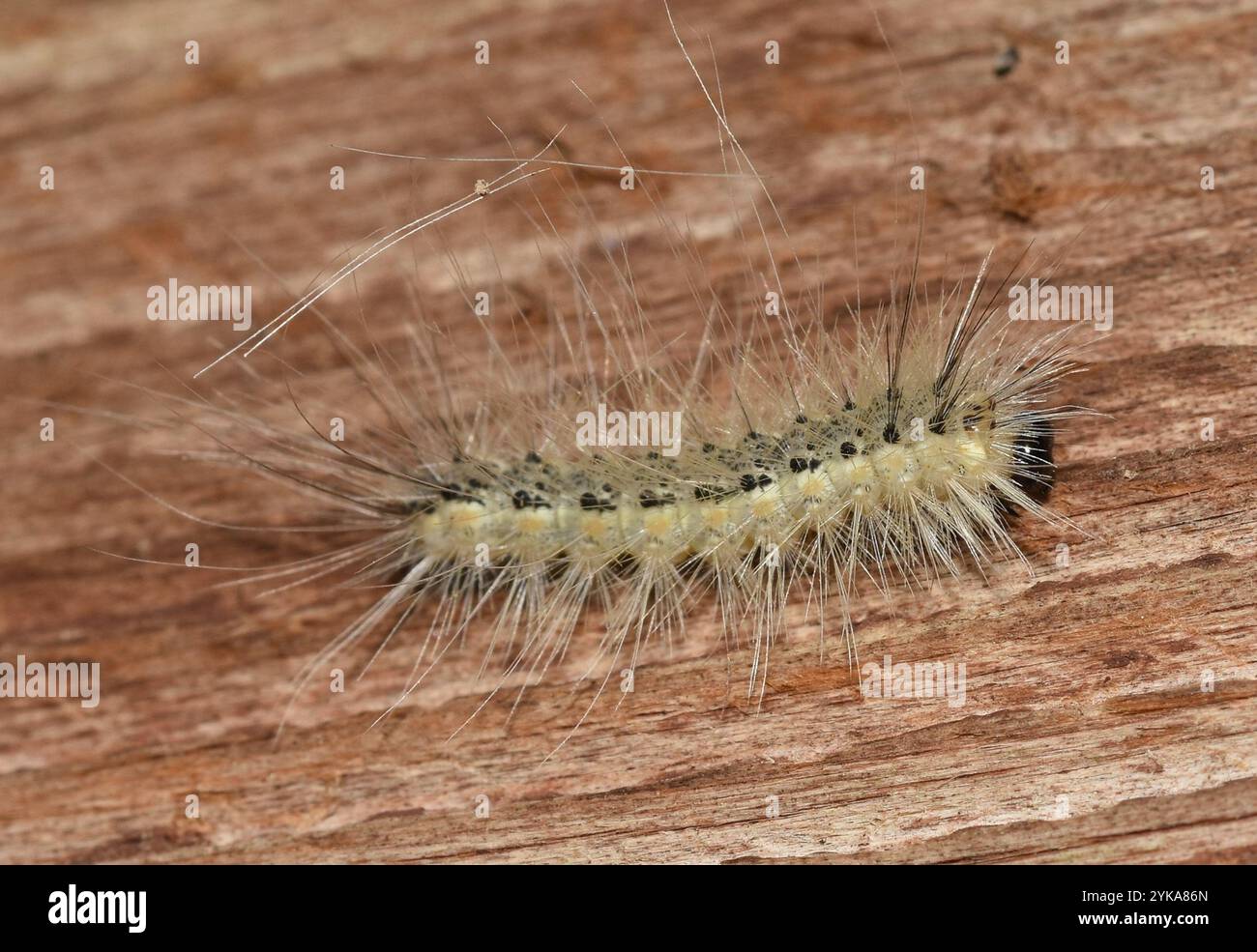 Fall Webworm Moth (Hyphantria cunea Stock Photo - Alamy