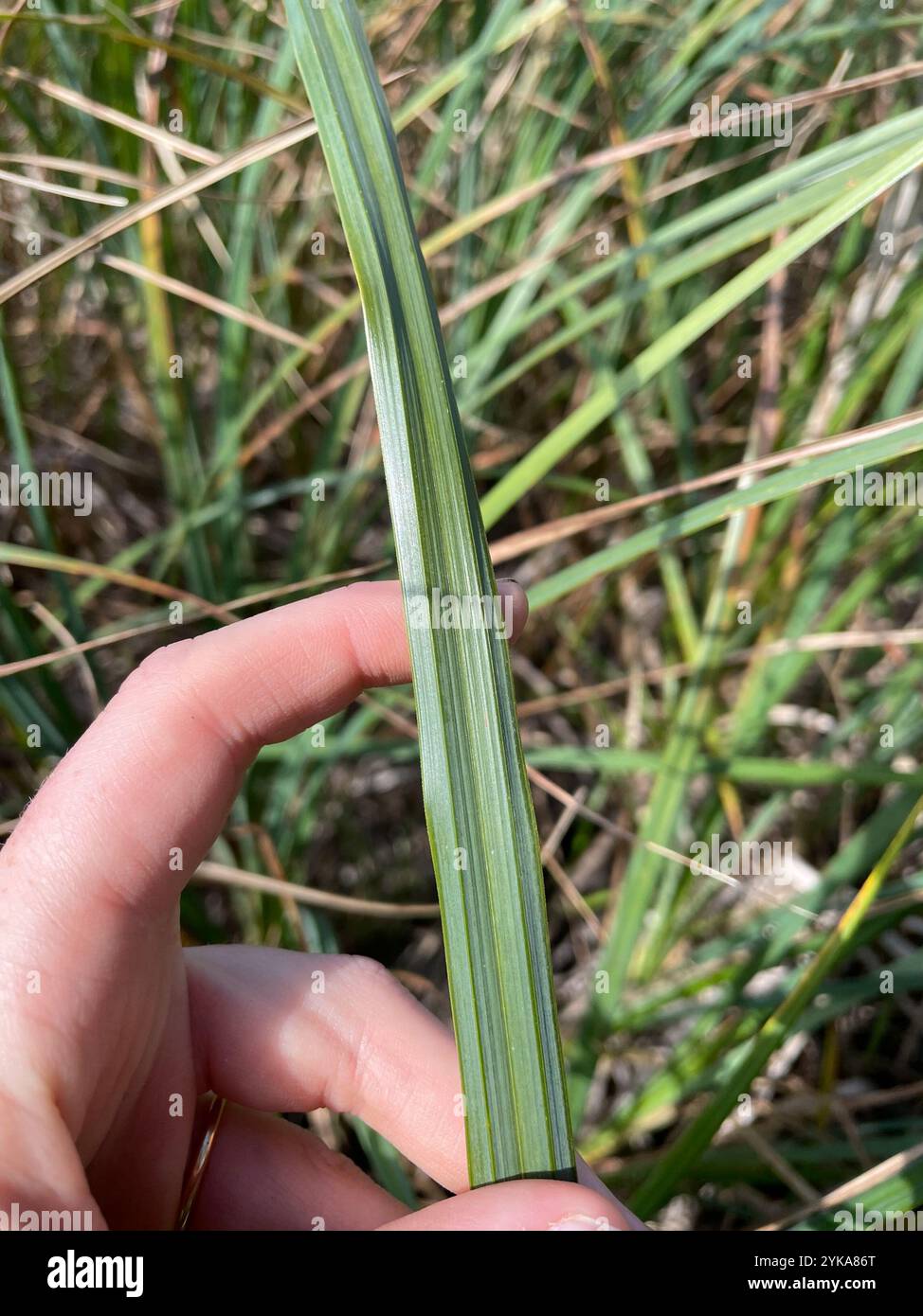 lake sedge (Carex lacustris Stock Photo - Alamy