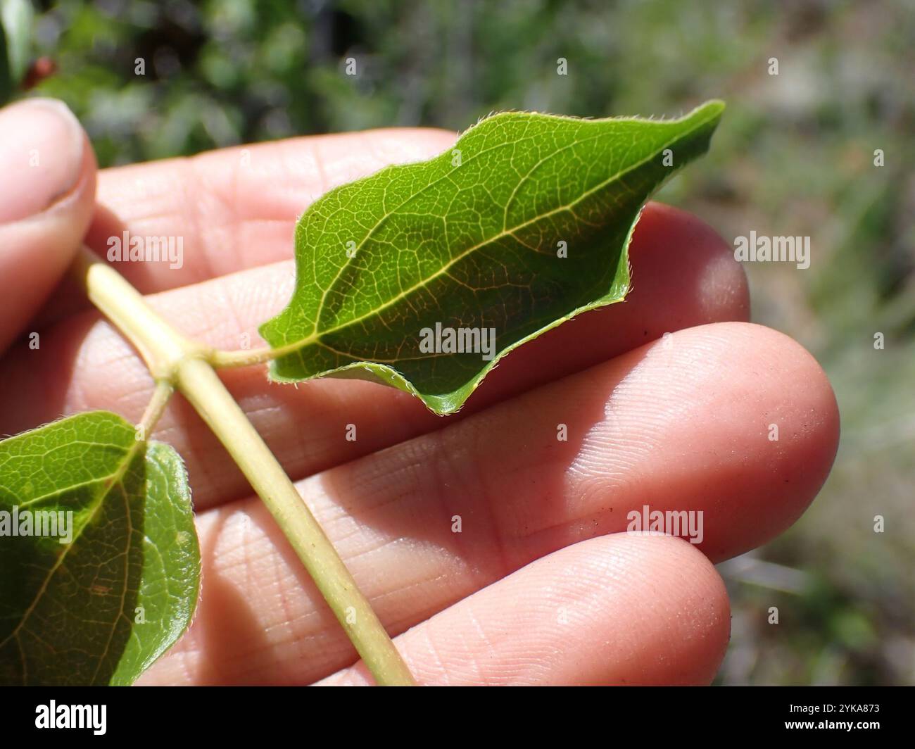 Lewis' mock orange (Philadelphus lewisii Stock Photo - Alamy