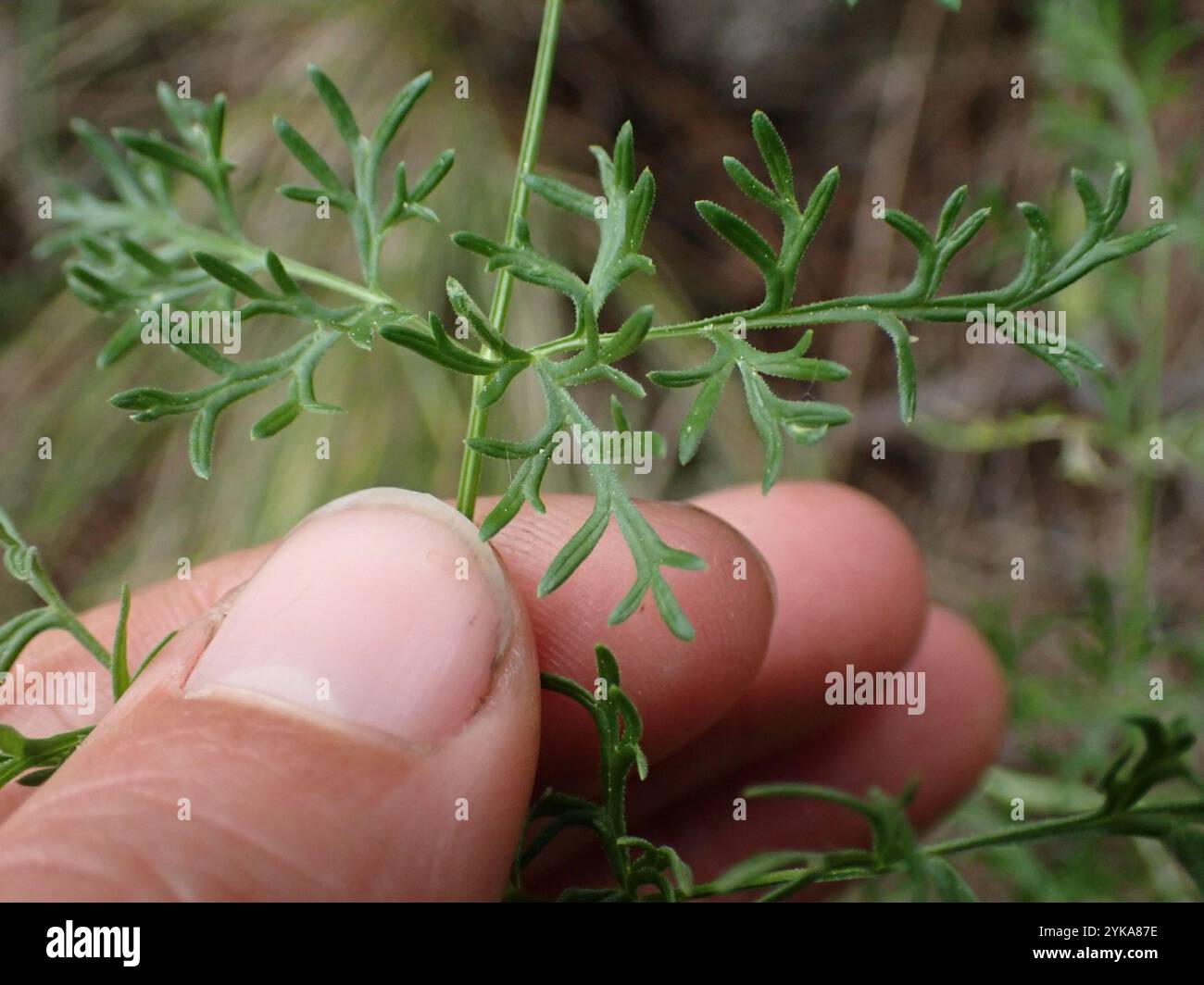 Carrotleaf Biscuitroot (Lomatium multifidum Stock Photo - Alamy