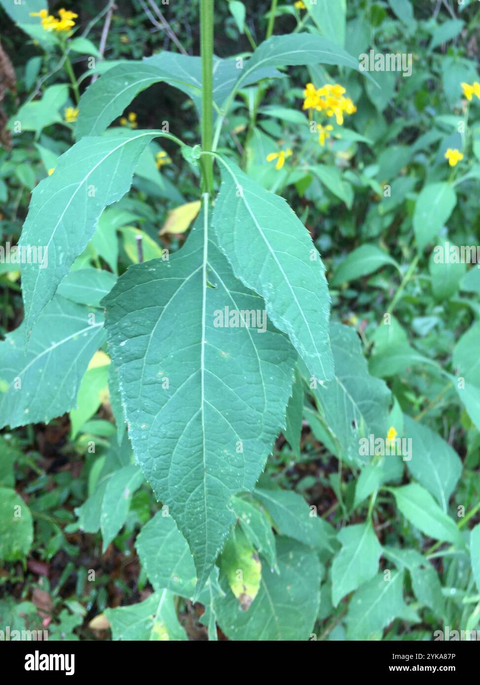 Yellow Crownbeard (Verbesina occidentalis Stock Photo - Alamy