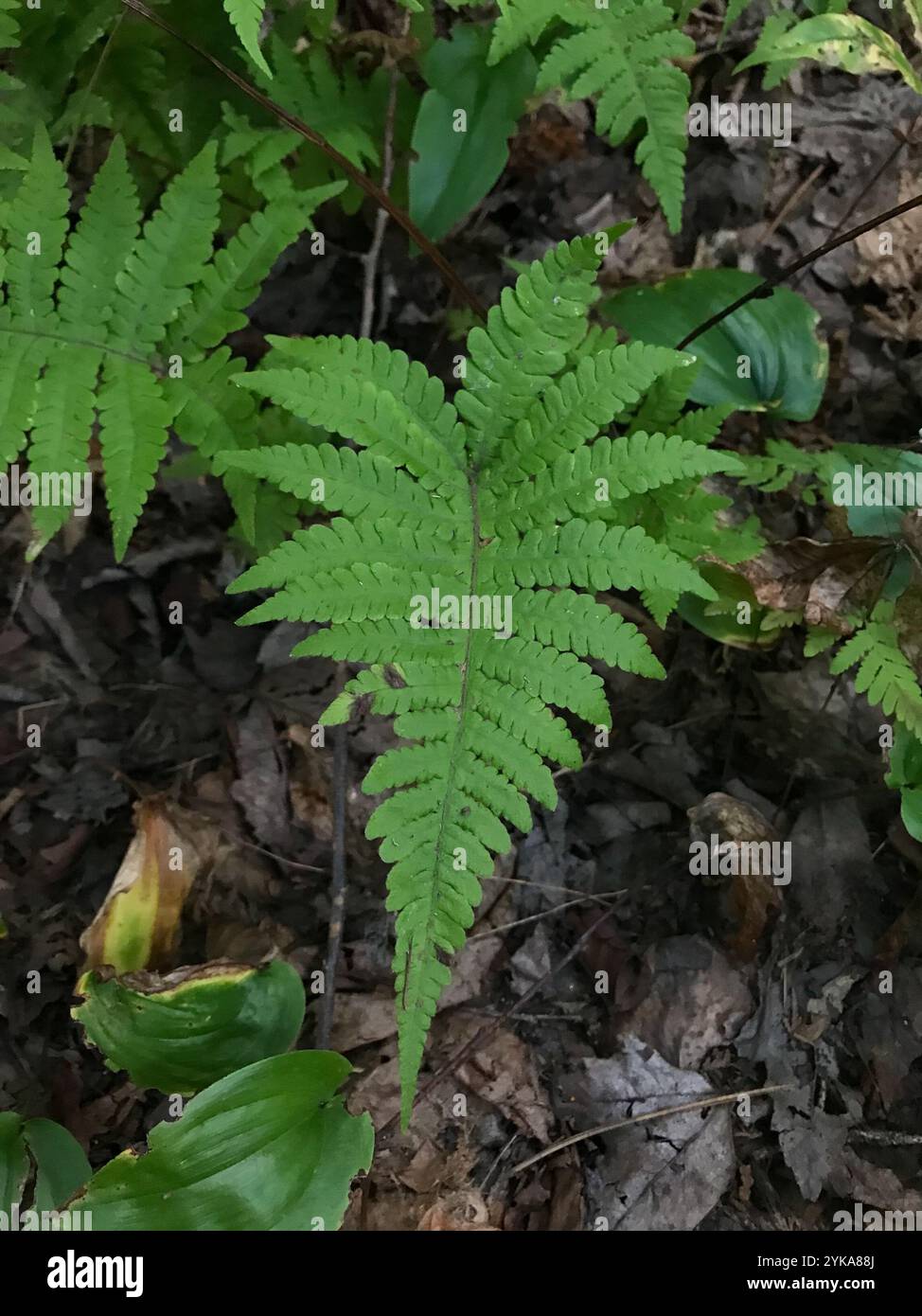 long beech fern (Phegopteris connectilis Stock Photo - Alamy