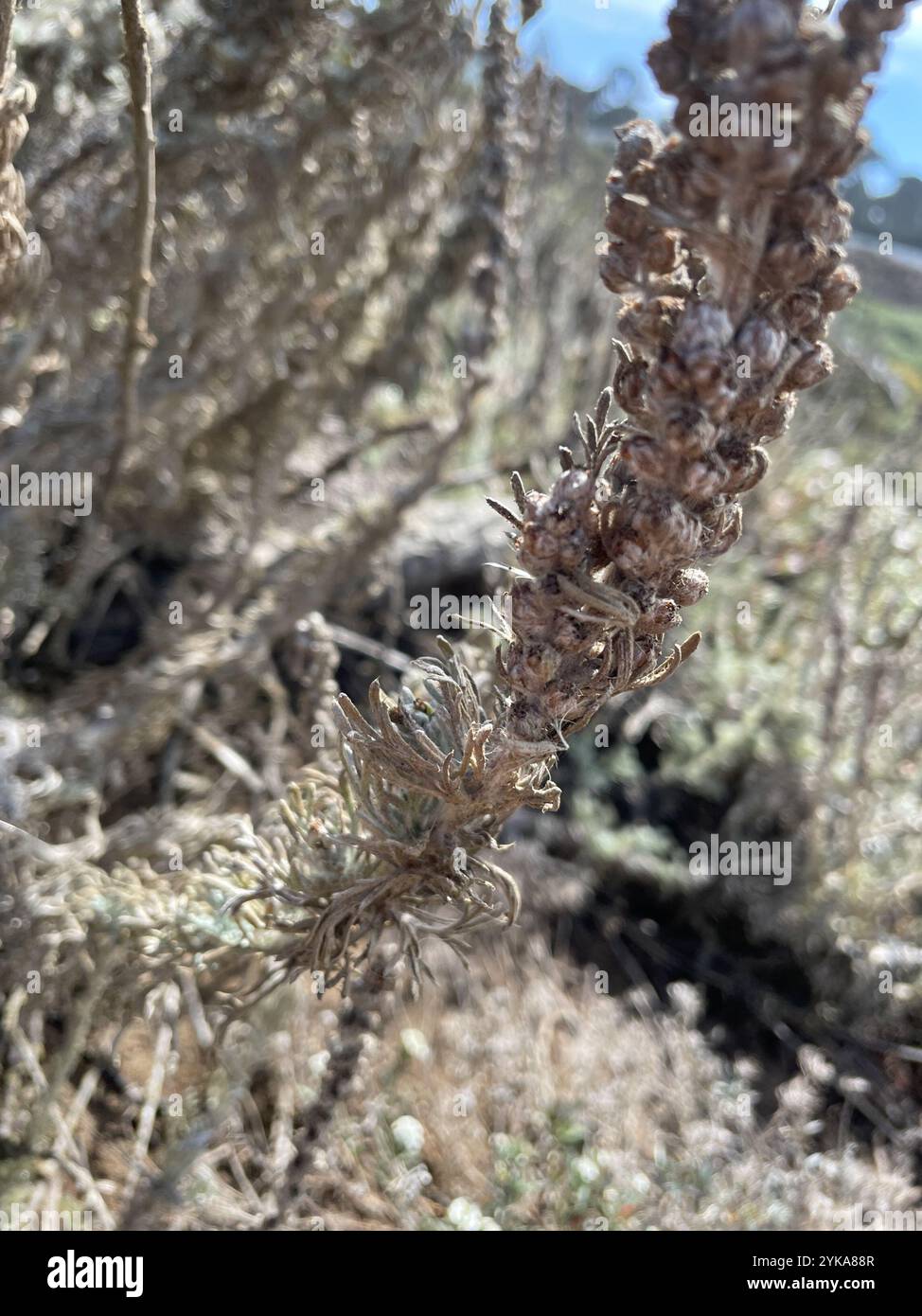 Pycnocephala hi-res stock photography and images - Alamy