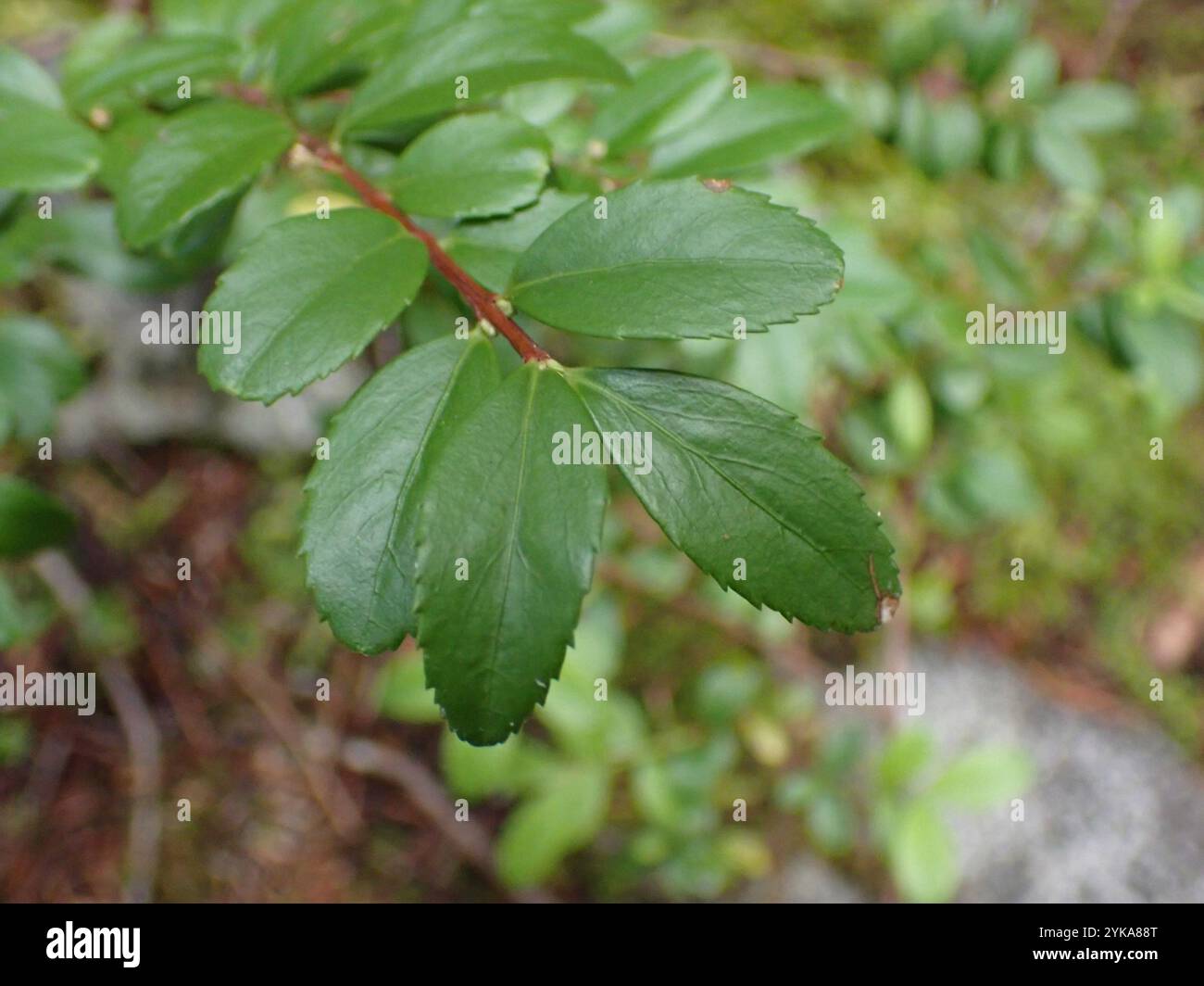 Oregon Boxwood (Paxistima myrsinites Stock Photo - Alamy