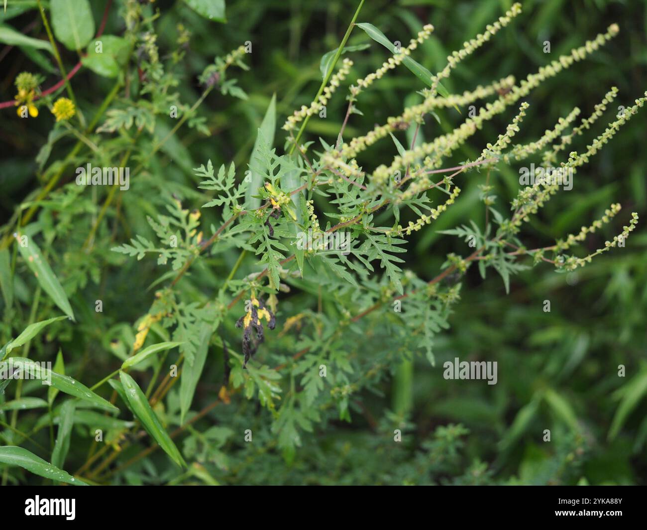 common ragweed (Ambrosia artemisiifolia Stock Photo - Alamy