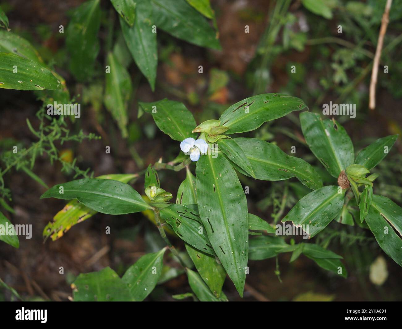 Virginia Dayflower (Commelina virginica Stock Photo - Alamy