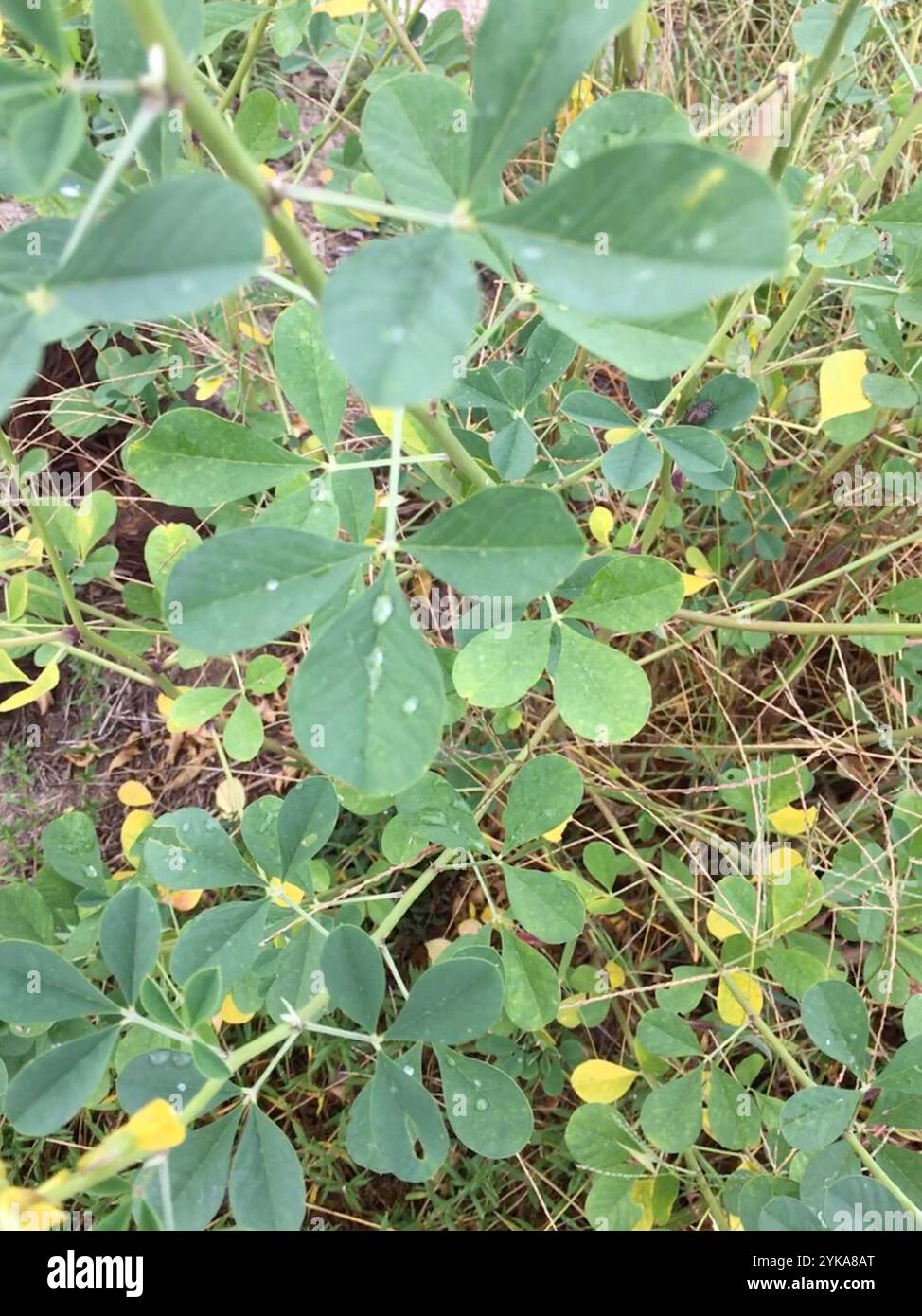 Crotalaria pallida hi-res stock photography and images - Alamy
