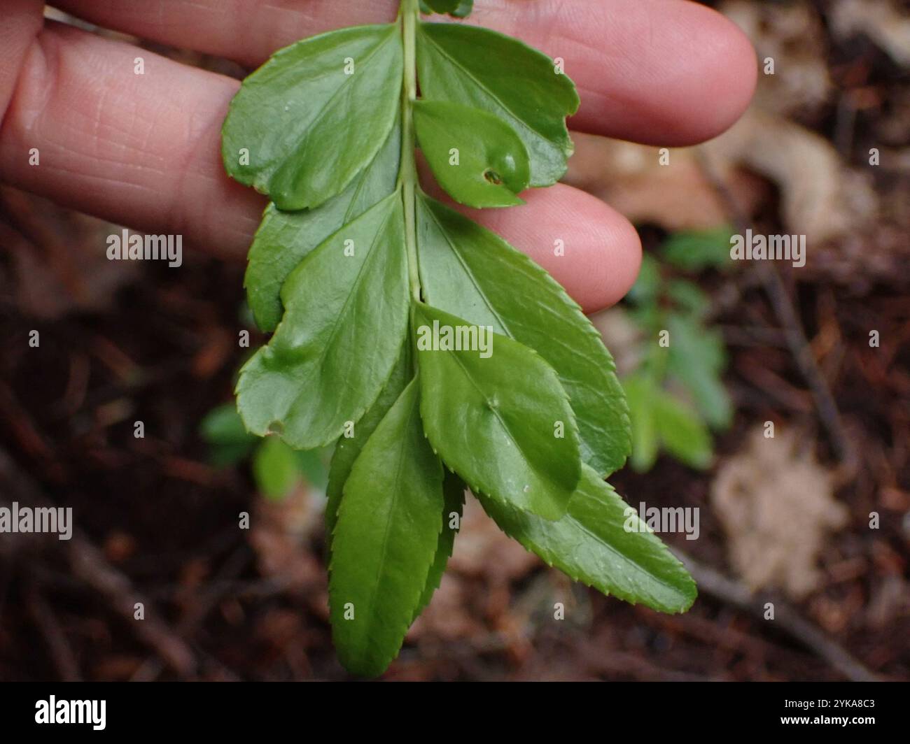 Oregon Boxwood (Paxistima myrsinites Stock Photo - Alamy