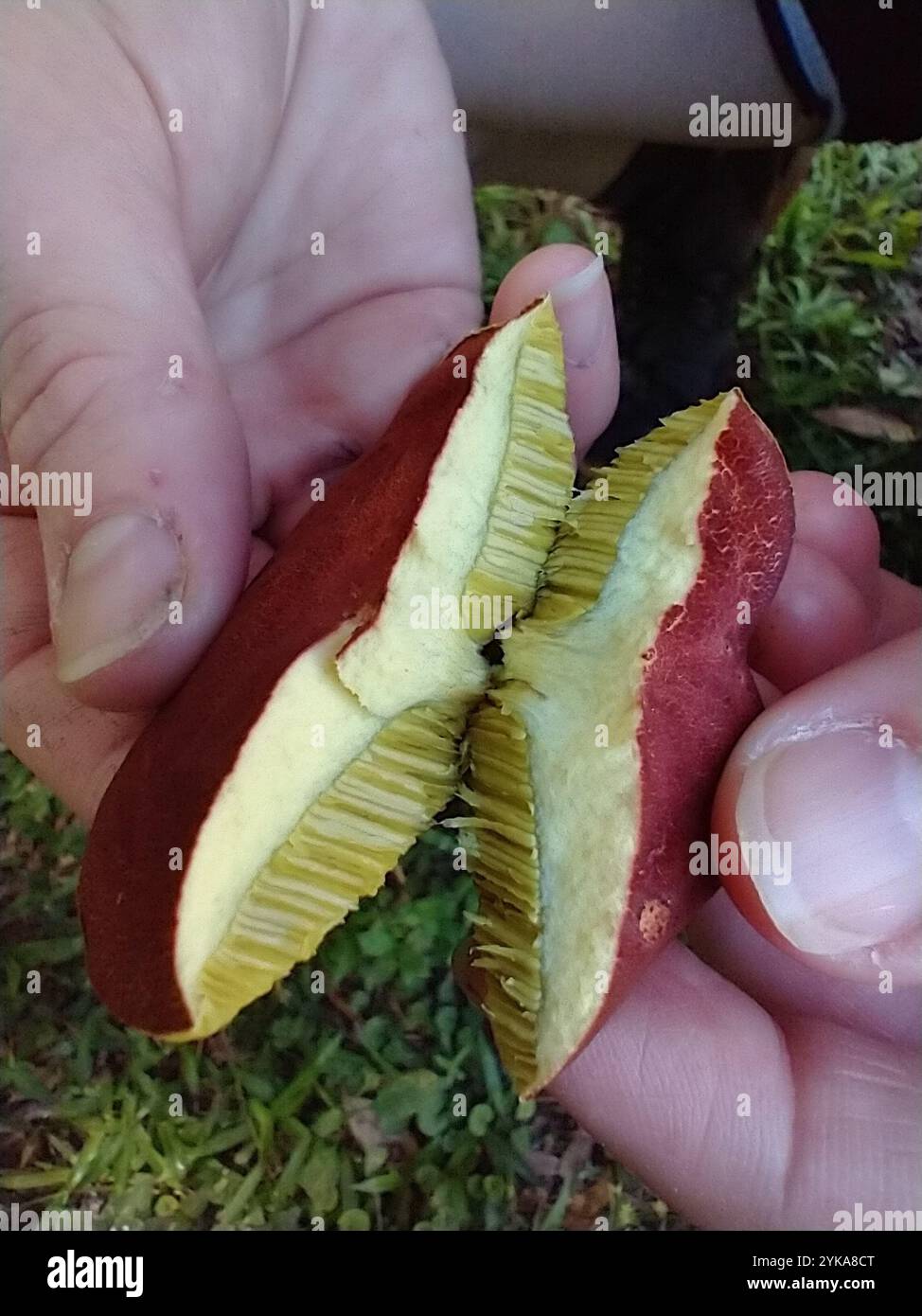 Ruby Bolete (Hortiboletus rubellus Stock Photo - Alamy