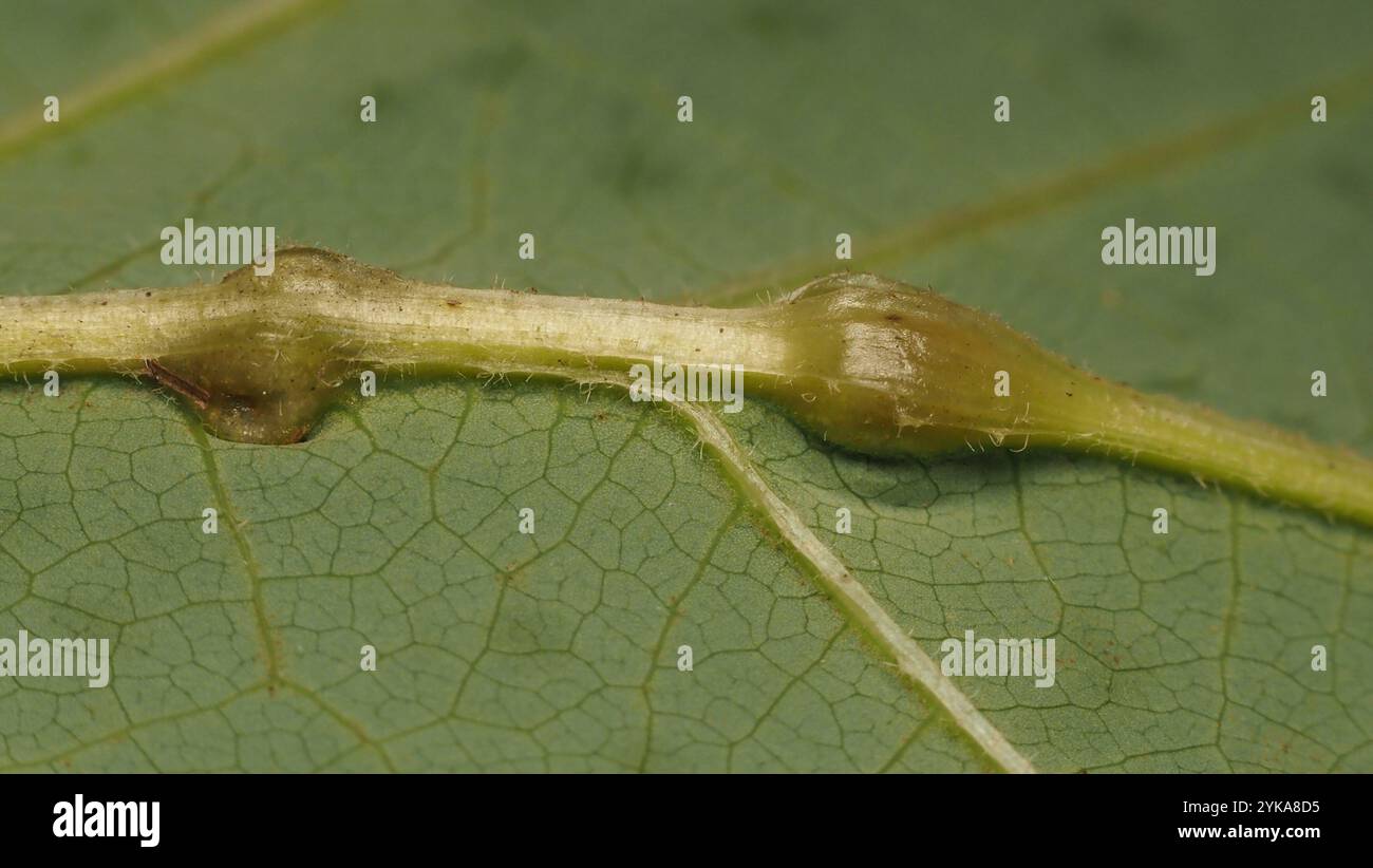 Tulip Tree Spot Gall Midge (Resseliella tulipiferae Stock Photo - Alamy