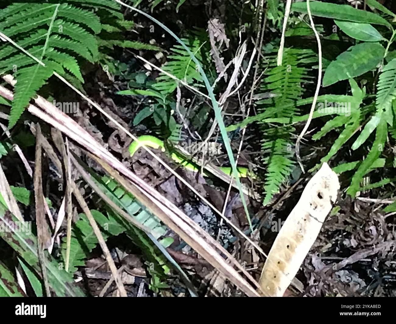 White-lipped Pit Viper (Trimeresurus albolabris Stock Photo - Alamy