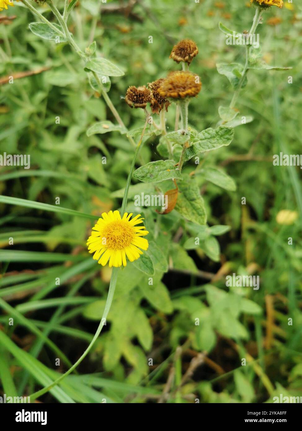 Common Fleabane (Pulicaria dysenterica Stock Photo - Alamy