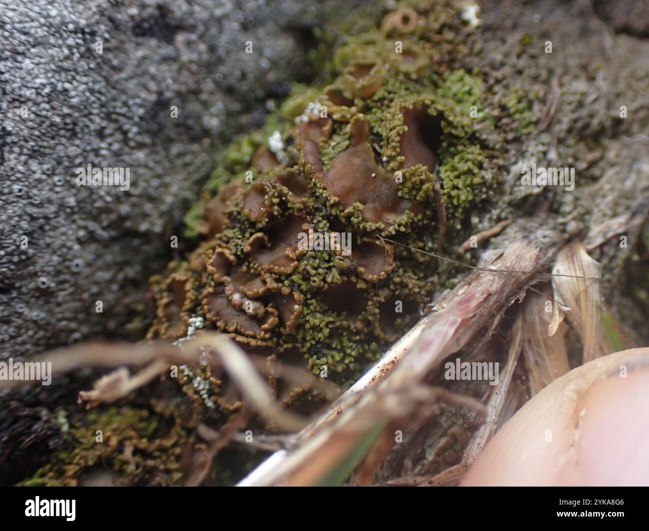 Green Moss-shingle Lichen (Psoroma hypnorum Stock Photo - Alamy