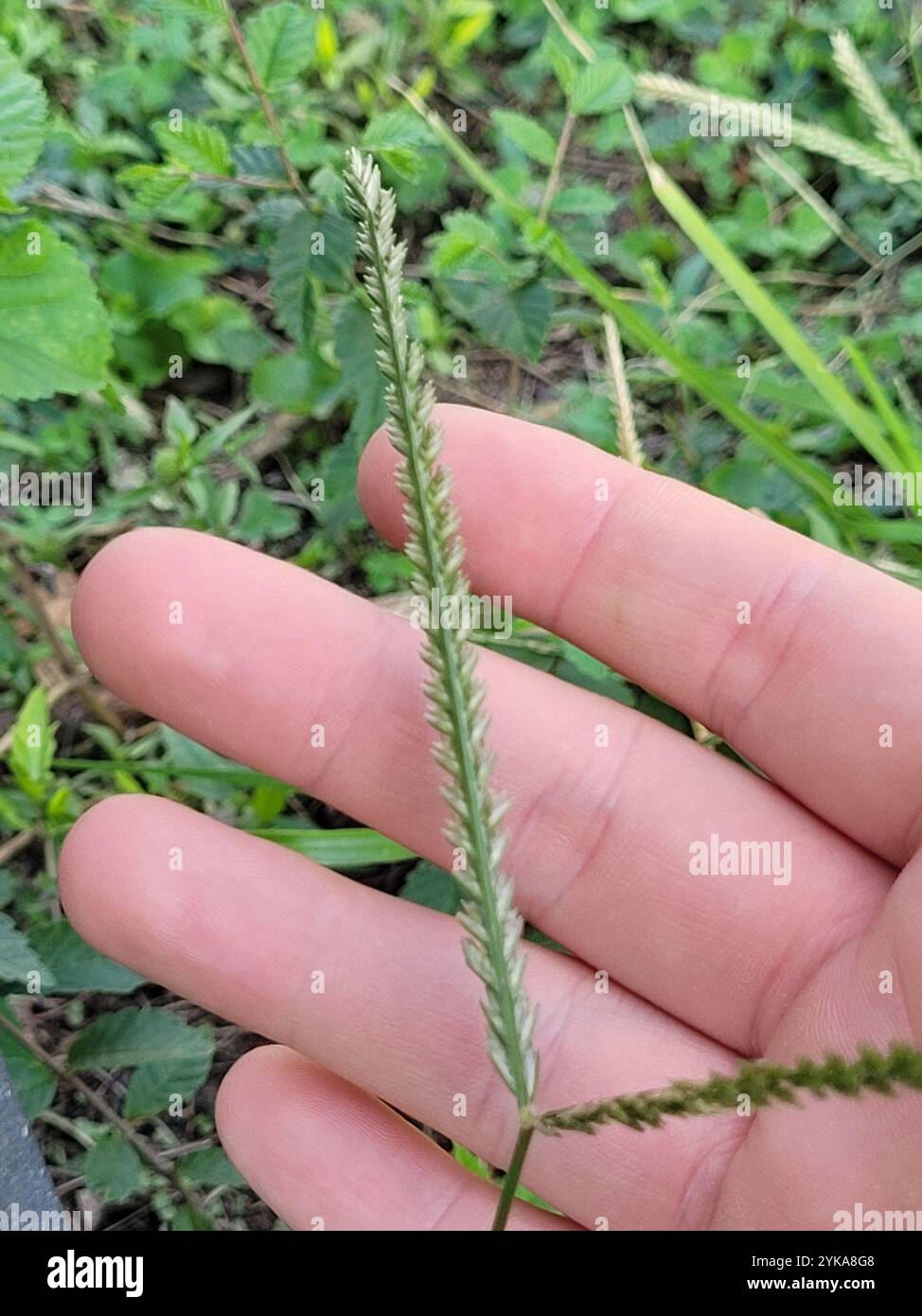 Goose Grass (Eleusine indica Stock Photo - Alamy