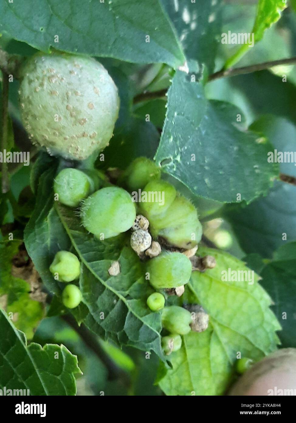 Hackberry Petiole Gall Psyllid (Pachypsylla venusta Stock Photo - Alamy