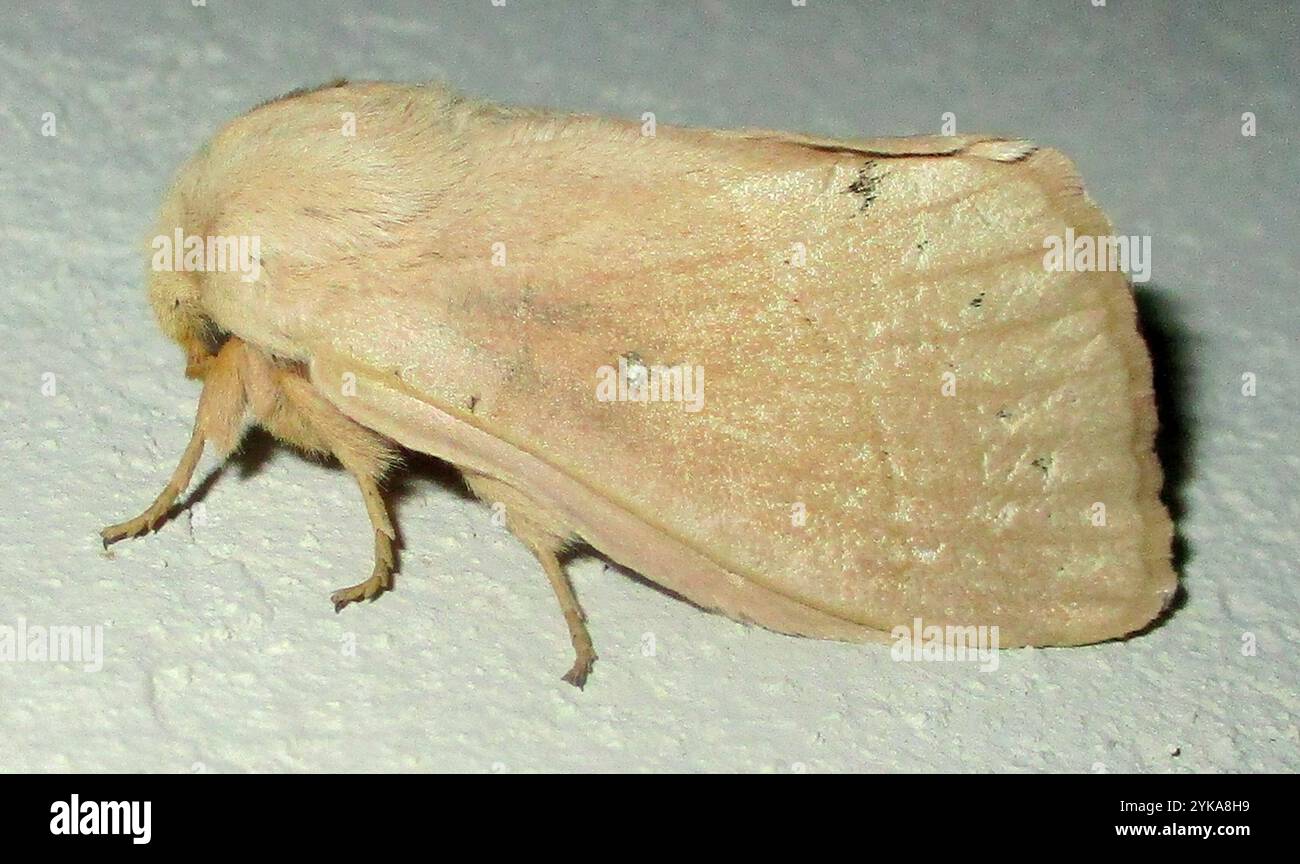 Lappet Moths (Lasiocampidae Stock Photo - Alamy