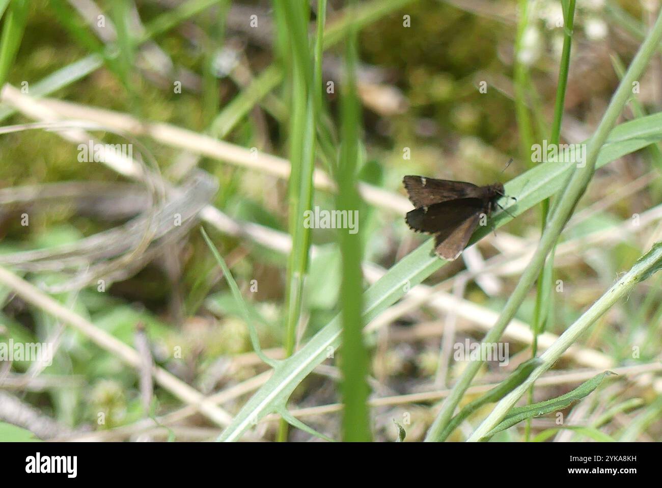 Common Roadside-Skipper (Amblyscirtes vialis Stock Photo - Alamy